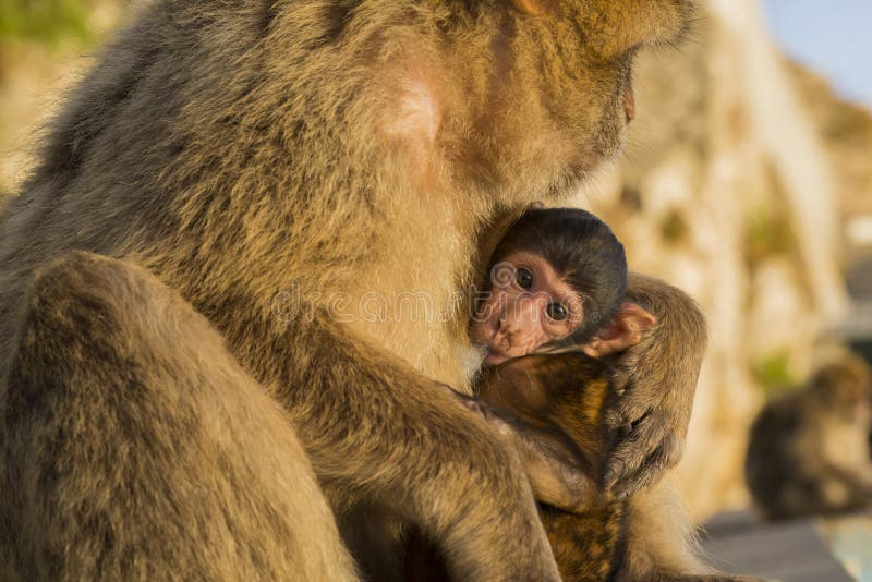 A Baby Berber Monkey with Its Mother in Gibraltar Stock Photo - Image ...