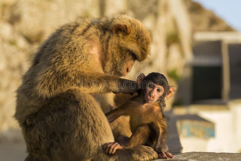 A Baby Berber Monkey with Its Mother in Gibraltar Stock Photo - Image ...