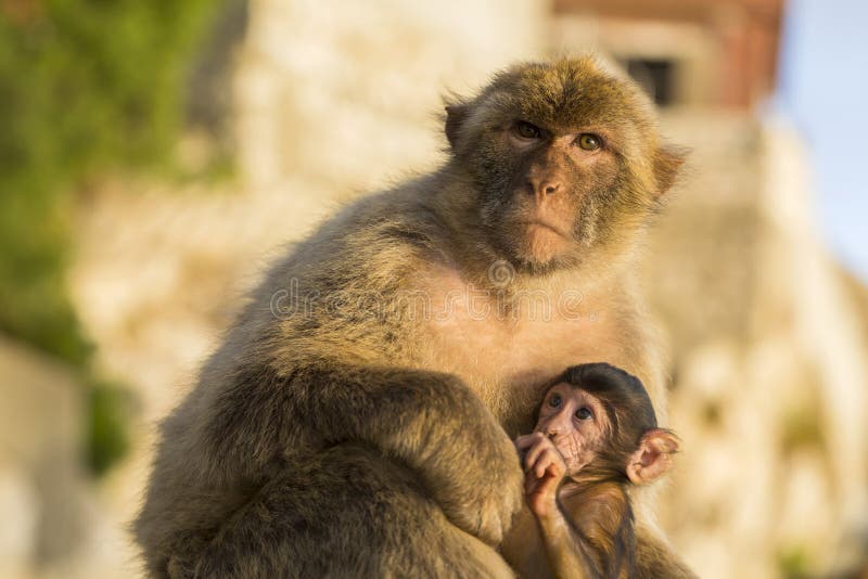 A Baby Berber Monkey With Its Mother In Gibraltar Stock Photo - Image ...