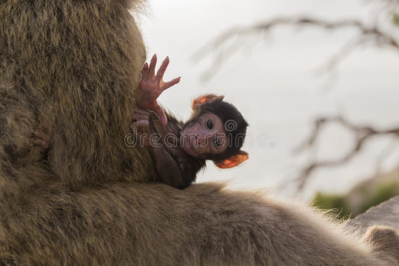 A Baby Berber Monkey With Its Mother In Gibraltar Stock Image - Image ...