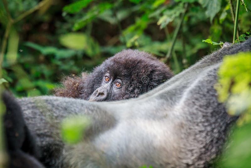 Baby Silverback-Berggorilla Im Nationalpark Virunga Stockbild - Bild ...