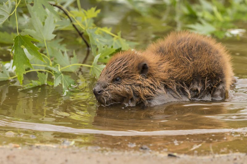 Baby-Biber stockbild. Bild von wasser, schätzchen, jung - 73614407