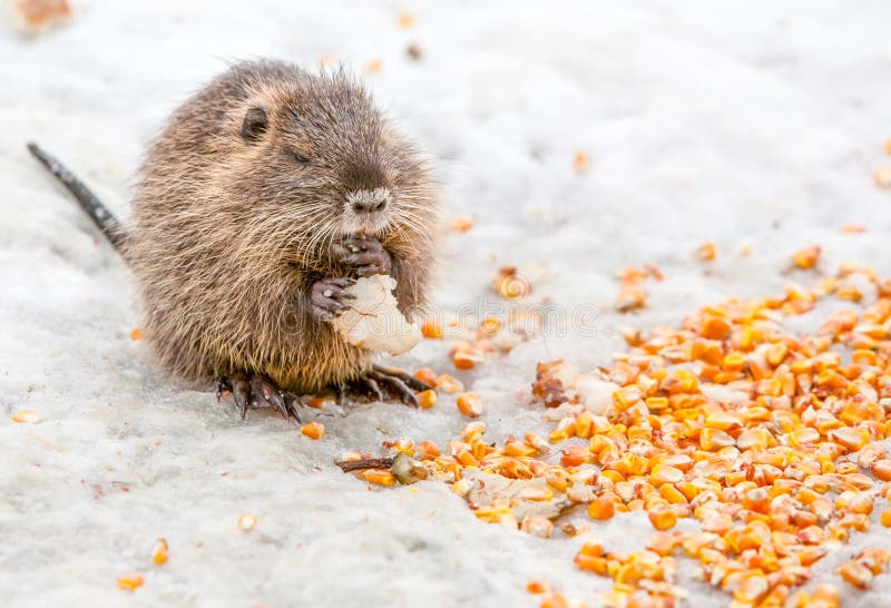 Baby-Biber-Mittagspause stockbild. Bild von greifer, hintergrund - 61378355