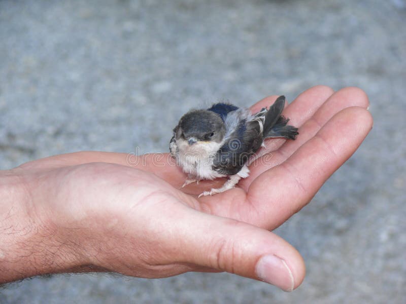Baby bird stock image. Image of bird, hand, beak, fledgling - 2505447
