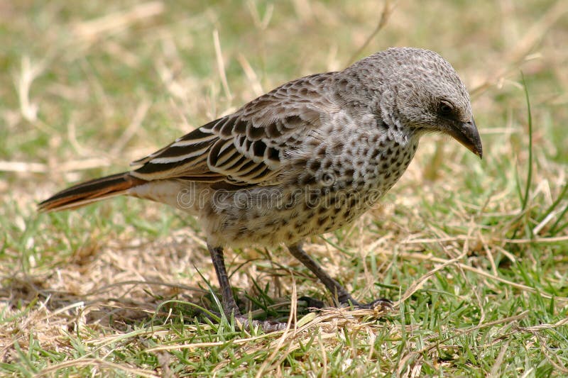 Baby Bird stock photo. Image of tanzania, pecking, prancing - 1215166