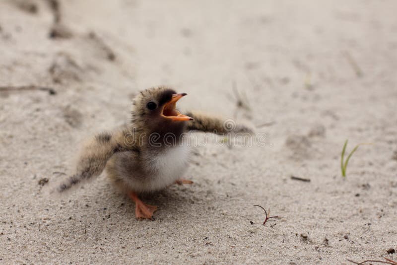 Baby bird stock image. Image of small, animal, sand, fluffy - 15618001
