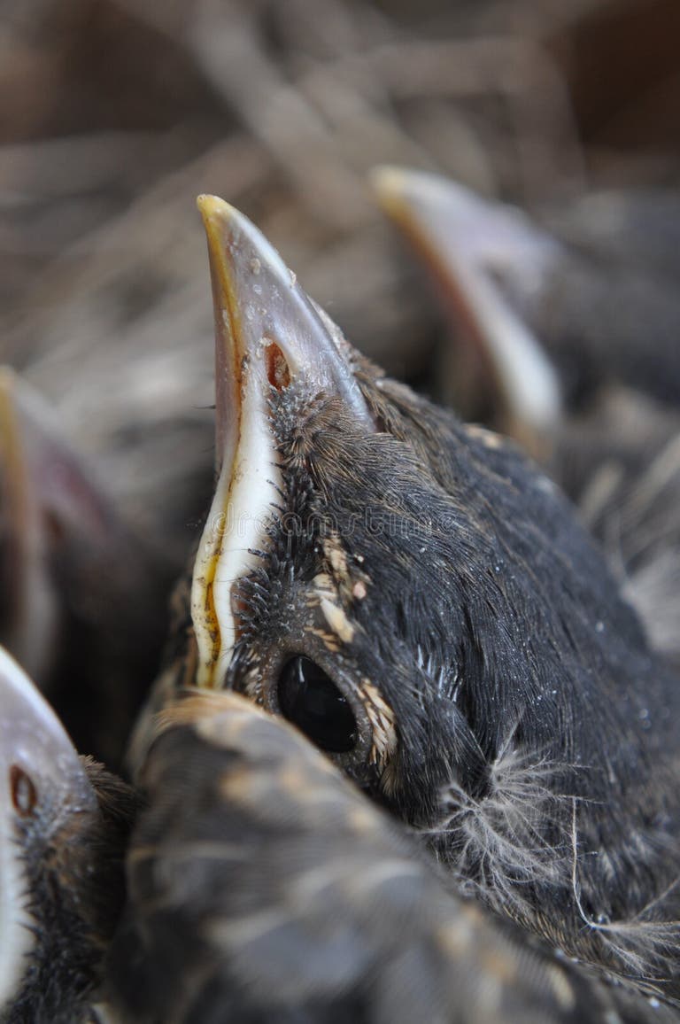 1,263 Zoom Birds Stock Photos - Free & Royalty-Free Stock Photos from ...