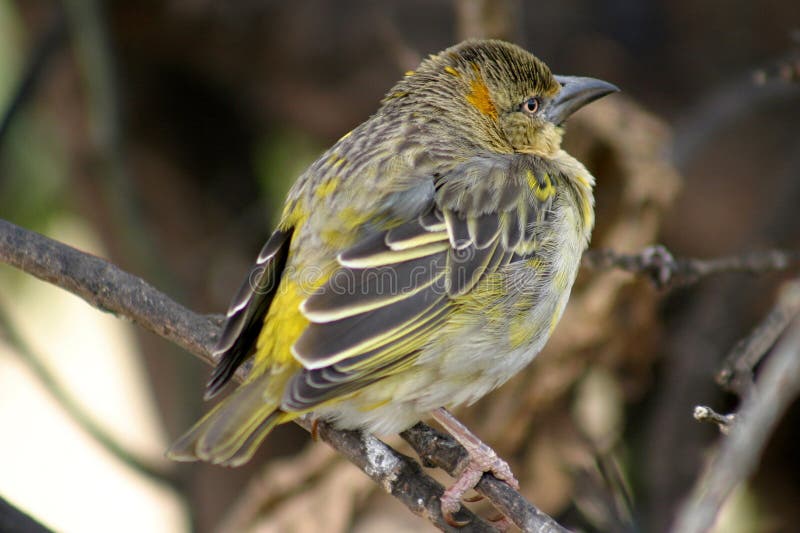 Baby Bird 2 stock photo. Image of tree, africa, little - 1215192