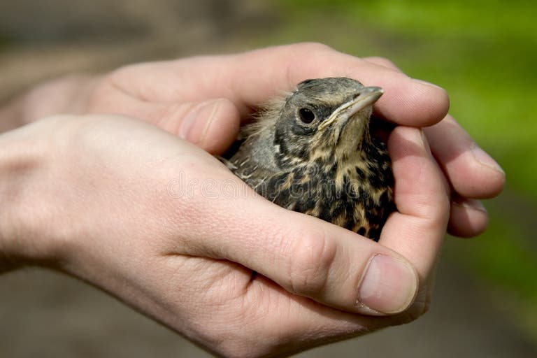 Baby bird stock image. Image of bird, hand, beak, fledgling - 2505447