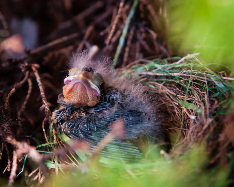 Baby Bird stock photo. Image of small, nestling, spring - 26007756