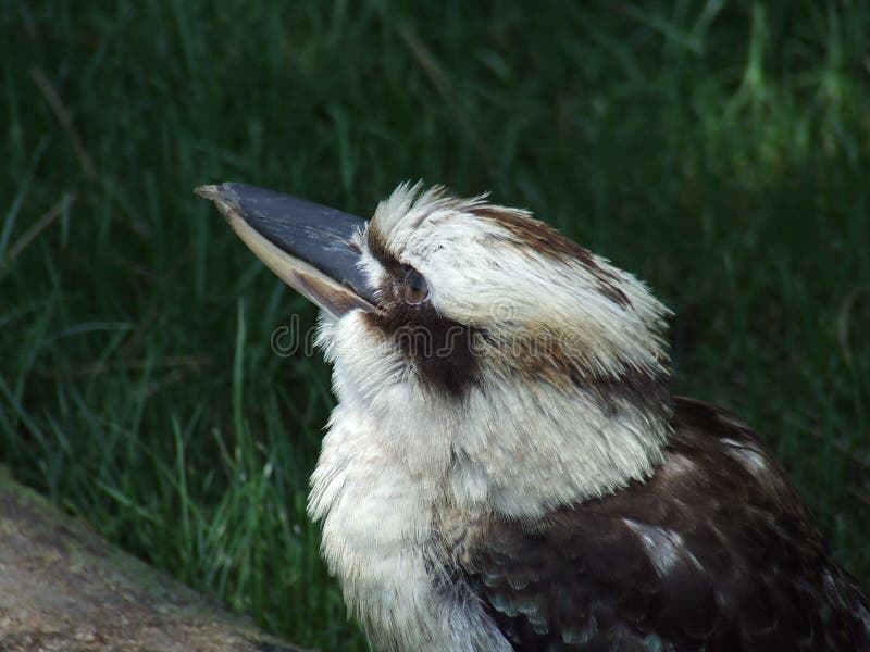 Small Bird Polkichcha Picture. Image: 819090