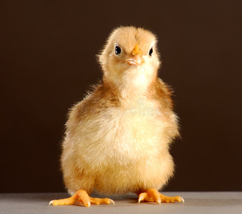 Baby Bird stock photo. Image of bird, nestling, chick, chicken - 609254