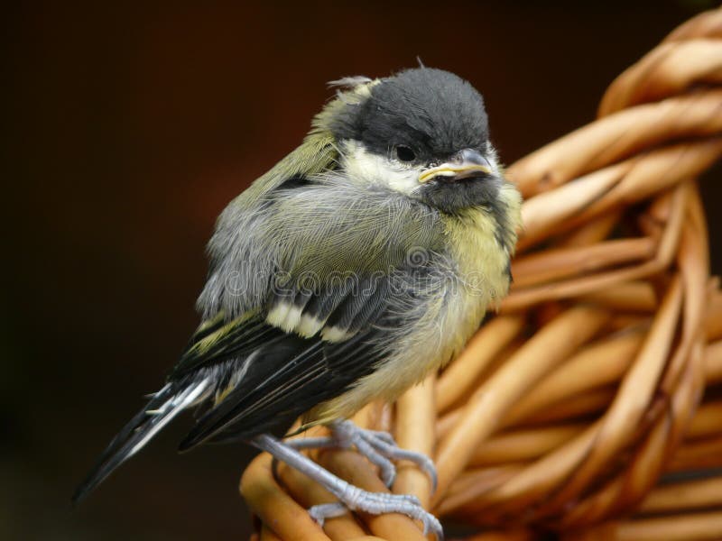 Baby Bird stock image. Image of frightened, green, fear - 9434465