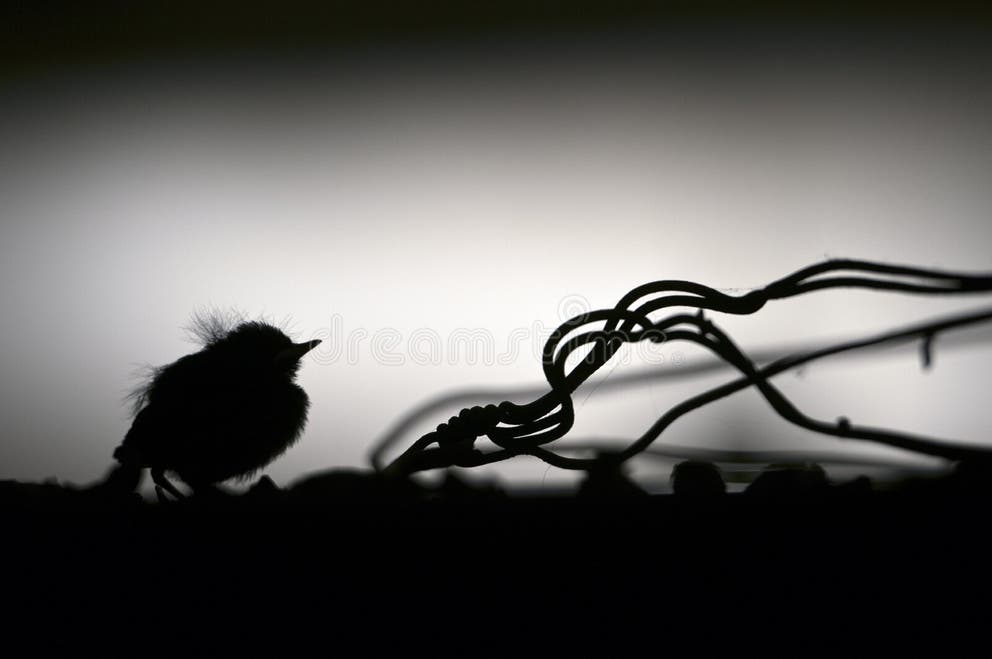 Baby Bird stock photo. Image of black, wire, backlighting - 36293376