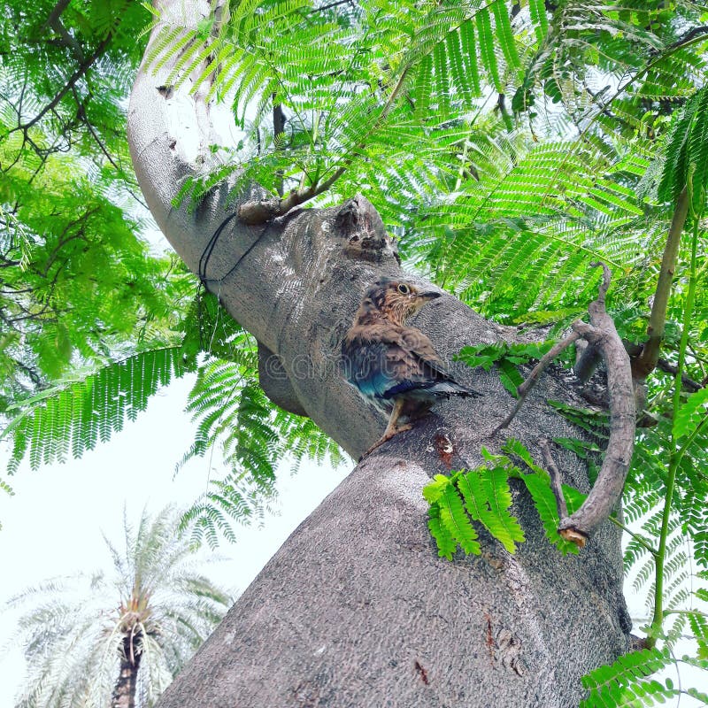 Baby Bird stock photo. Image of birdie, tree, baby, bird - 93471814
