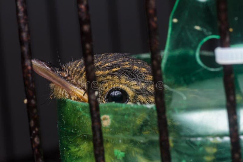 Baby bird in cage stock photo. Image of bird, brown - 150682432