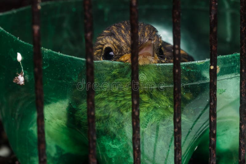 Baby bird in cage stock photo. Image of beauty, animal - 150682498