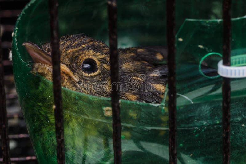 Baby bird in cage stock photo. Image of finch, head - 150682522