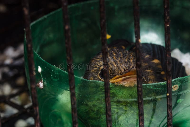 Baby bird in cage stock photo. Image of finch, head - 150682522
