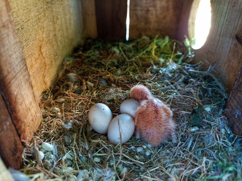 Baby Bird in Cage with Three Unhatched Eggs, Horizontal Photo Stock ...