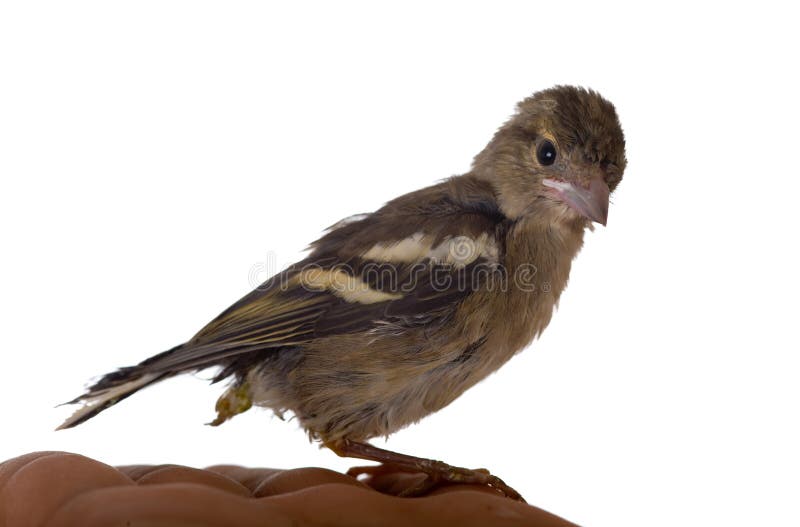 Baby bird of the chaffinch stock image. Image of human - 15690145