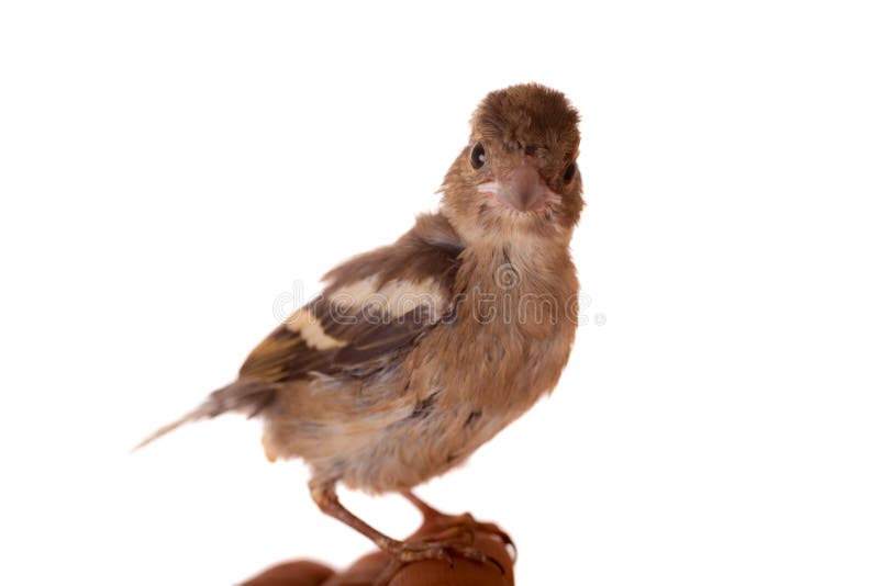Baby Bird of the Chaffinch Closeup Stock Image - Image of small, cute ...