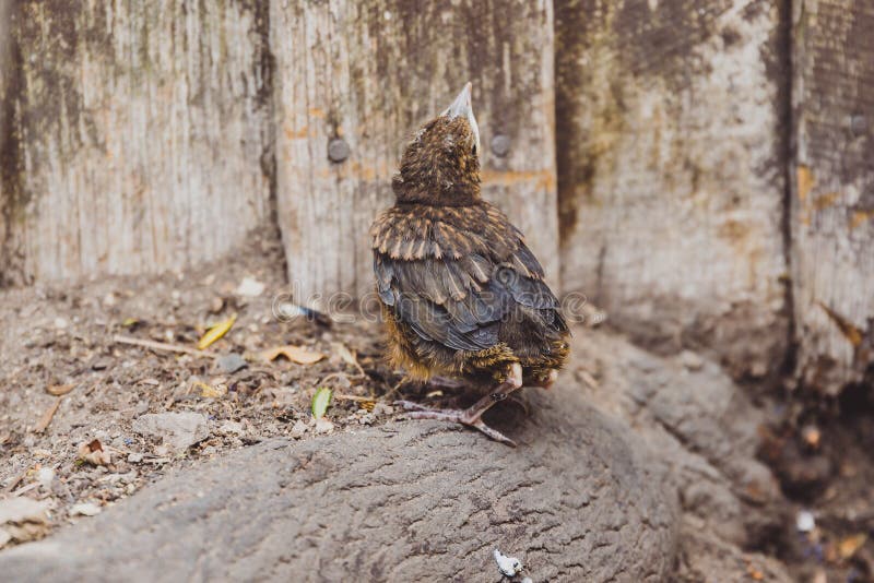 Baby Bird Chick for the First Time Outside the Nest and Looking Around ...