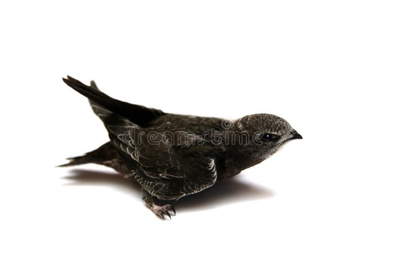 The Baby Bird of Common Swift Stock Photo - Image of frightened ...