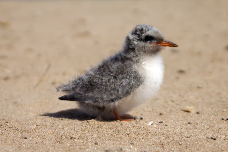 Pretty baby bird stock photo. Image of newborn, animal - 30290848