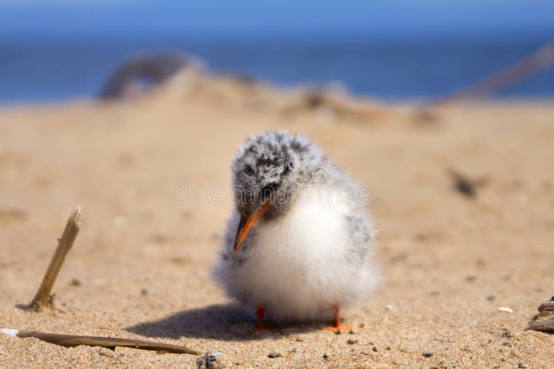Pretty baby bird stock image. Image of summer, fluffy - 30290865