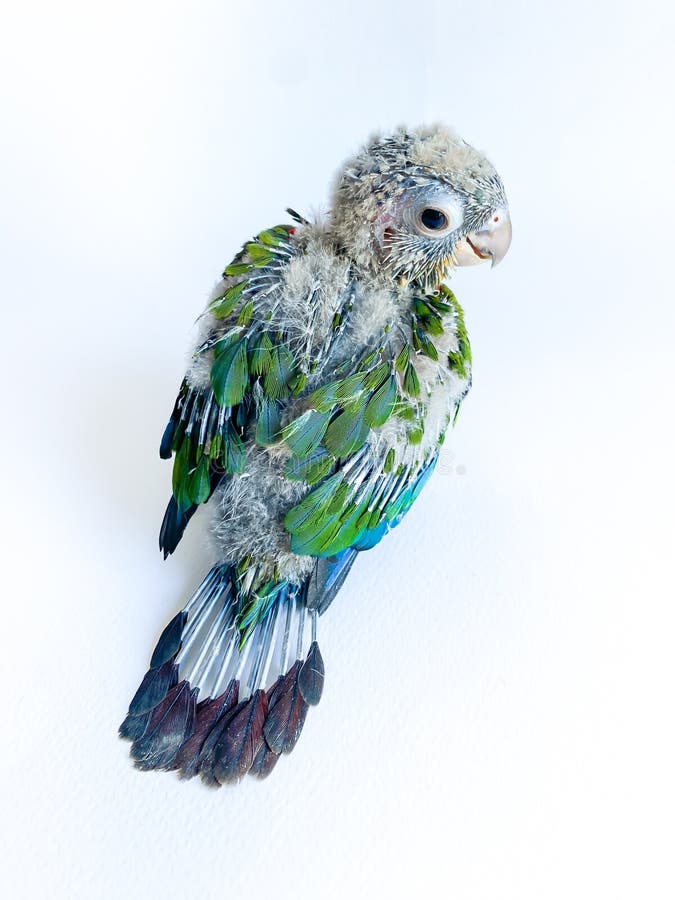 Baby Bird Crimson Bellied Conure Parrot Stock Photos - Free & Royalty ...