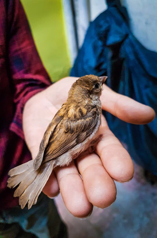 Cute Baby Bird Stock Photos - Download 32,825 Royalty Free Photos