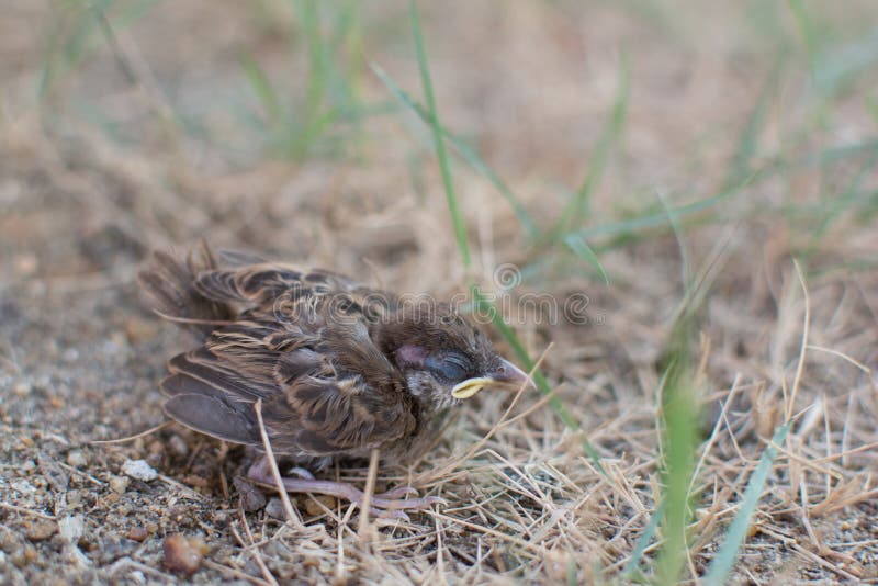 A Baby Bird Drop Fron a Tree Stock Photo - Image of wild, swallow: 88776044
