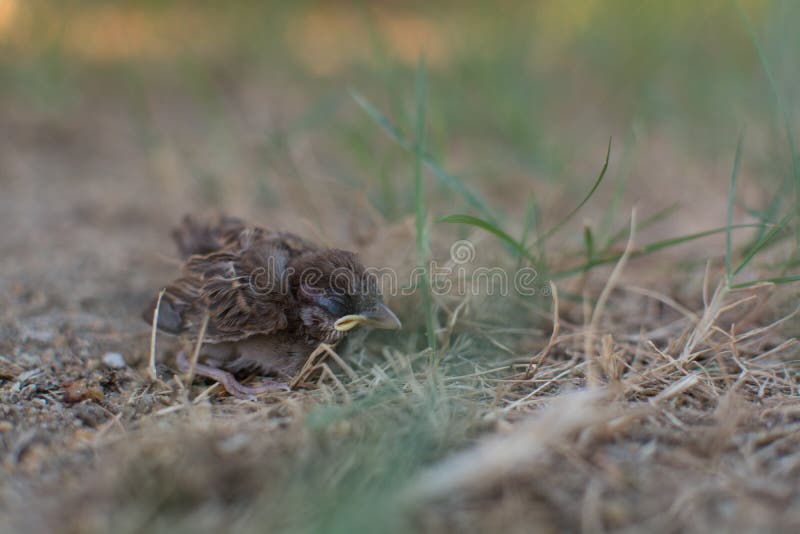 A Baby Bird Drop Fron a Tree Stock Photo - Image of nature, young: 88776330
