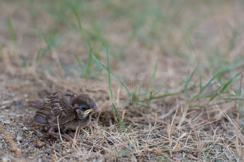 A Baby Bird Drop Fron a Tree Stock Photo - Image of blue, wild: 88776356