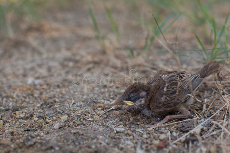 A Baby Bird Drop Fron a Tree Stock Photo - Image of wildlife, martin ...