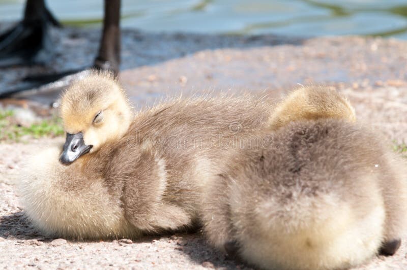 Baby Bird Ducklings on the Bank of the River Stock Photo - Image of ...