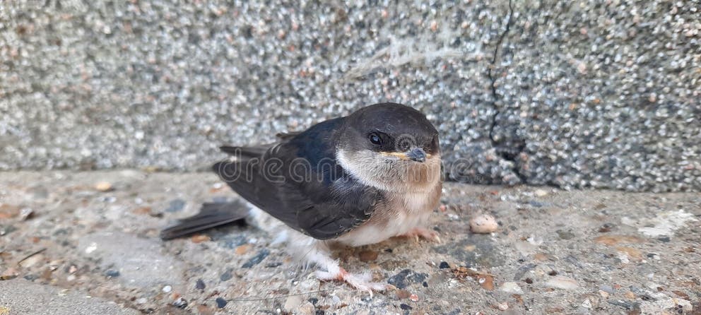 133 Baby Bird Fallen Nest Stock Photos - Free & Royalty-Free Stock ...