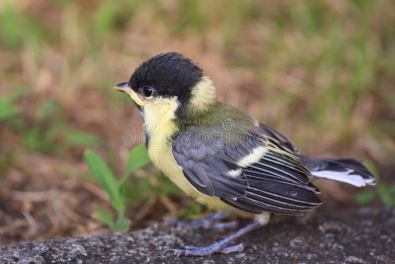 Baby Bird - Great Tit Aka Parus Major Stock Image - Image of parus ...