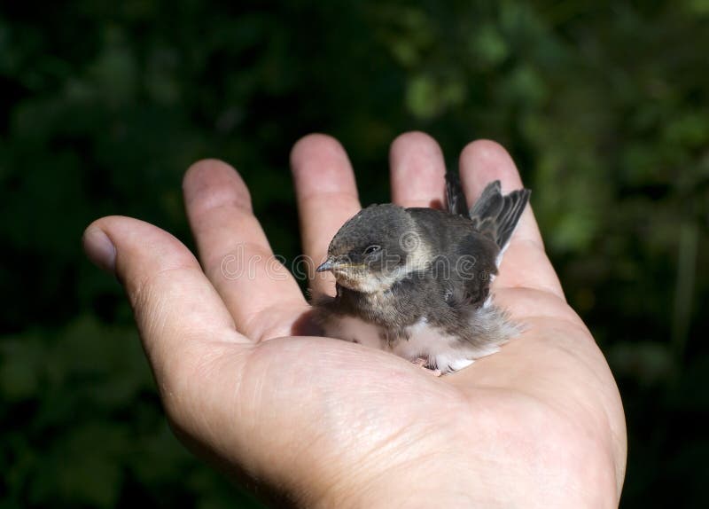 Baby bird in the hand stock photo. Image of human, born - 6319430