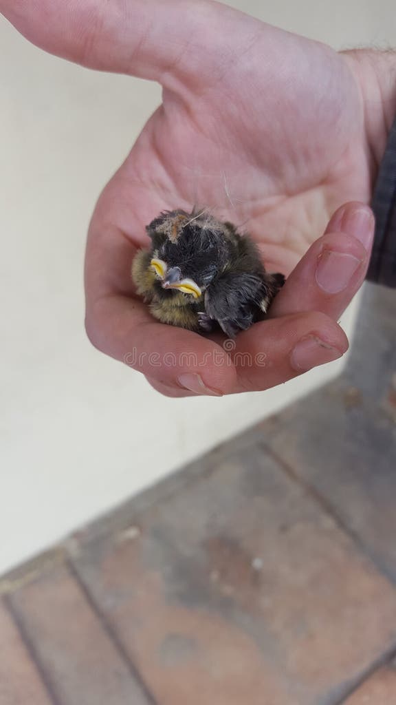 Baby bird in hand stock photo. Image of nature, bluetit - 98190420