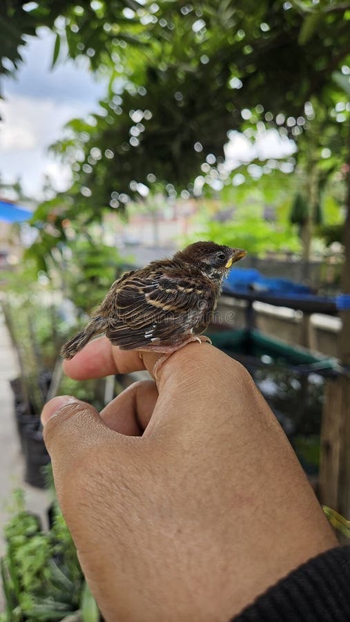 Baby Bird is My Best Friend Stock Image - Image of lonely, baby: 343410879