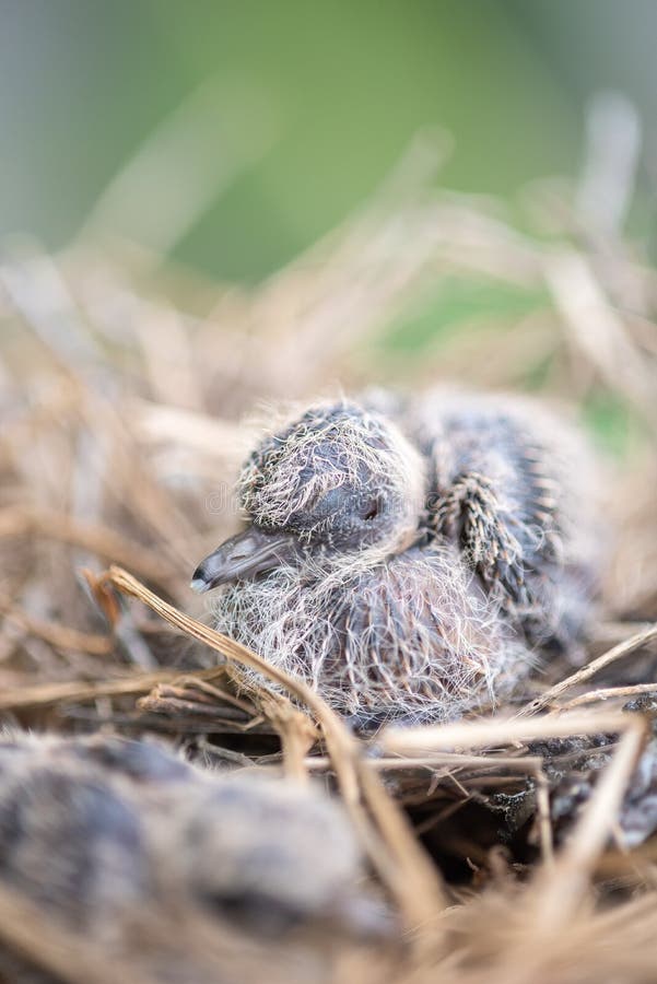 Baby Bird in the Nest. Baby Birds Snuggled Up in Nest Stock Image ...