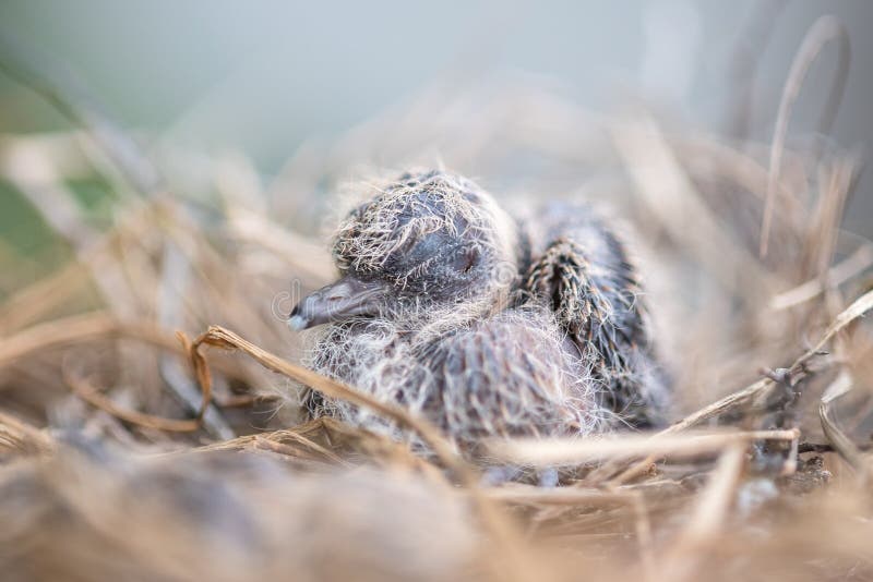 Baby Bird in the Nest. Baby Birds Snuggled Up in Nest Stock Image ...
