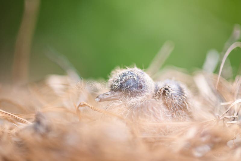 Baby Bird in the Nest. Baby Birds Snuggled Up in Nest Stock Photo ...