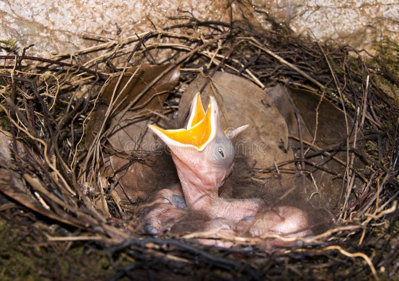 Baby bird in nest crying stock photo. Image of beauty - 20099764