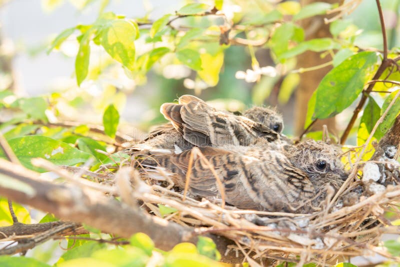 Baby Bird on Nest in the Nature Stock Photo - Image of open, animal ...