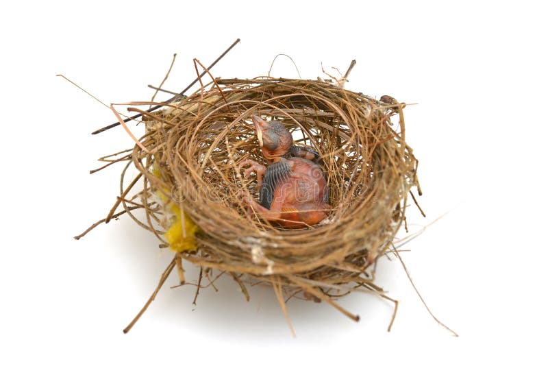 3+ Sleeping baby robin Free Stock Photos - StockFreeImages