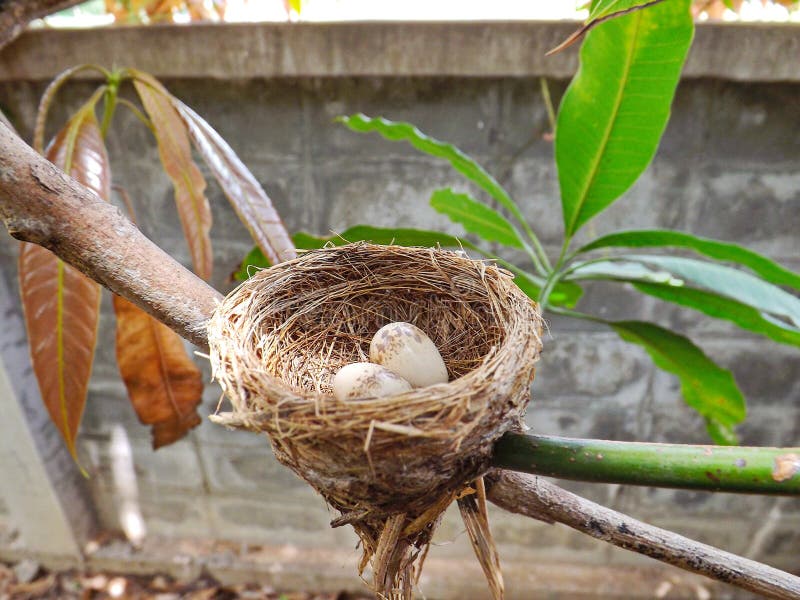 Baby bird and nest stock photo. Image of isolated, beautiful - 103048030