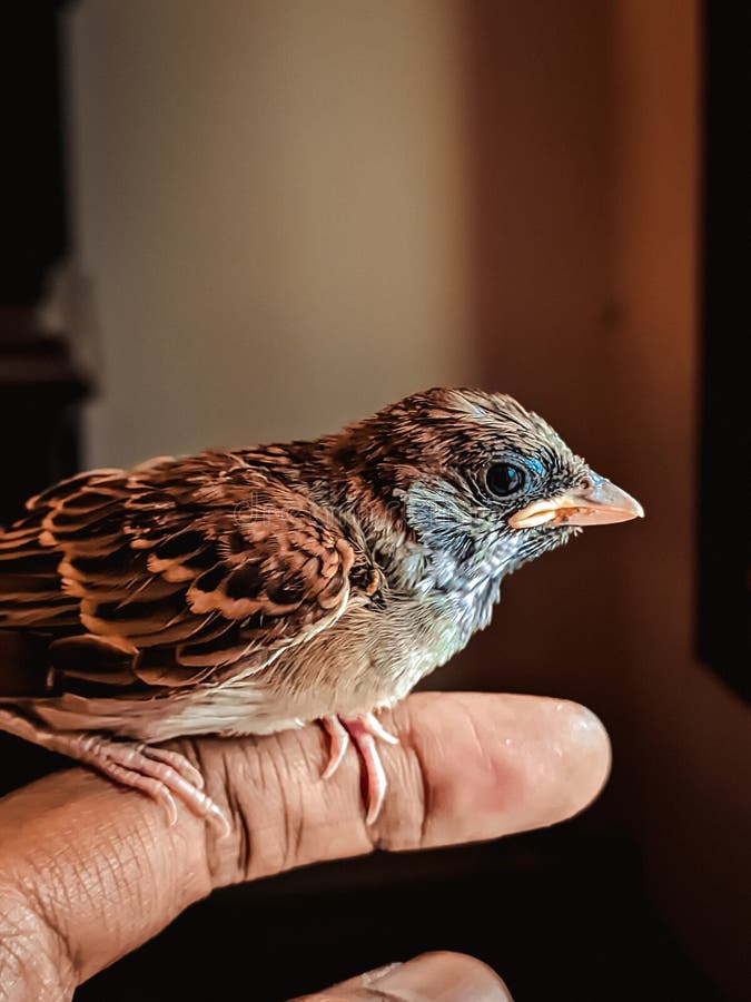 Baby Bird Perched on Finger, House Sparrow. Stock Photo - Image of ...
